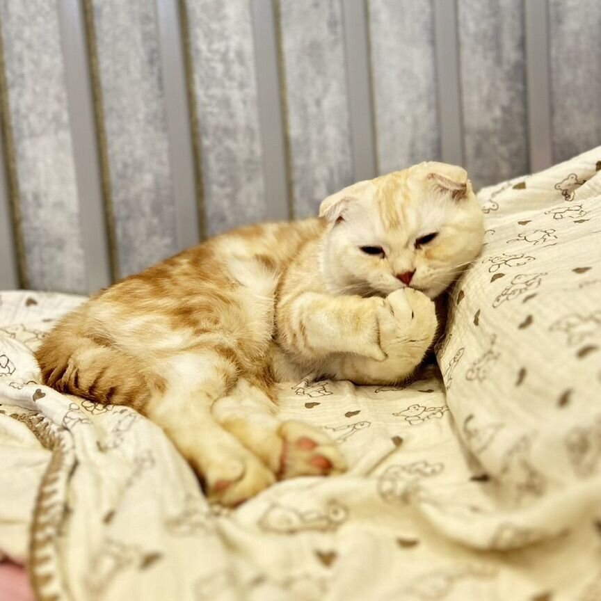 Шотландский кот вязка