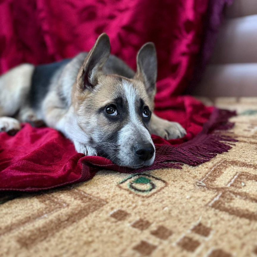 Щенок Бантик в дар