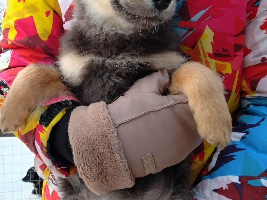 Щенки для души