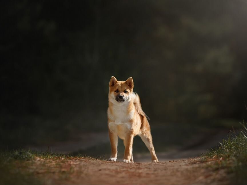 Щенок сиба ину