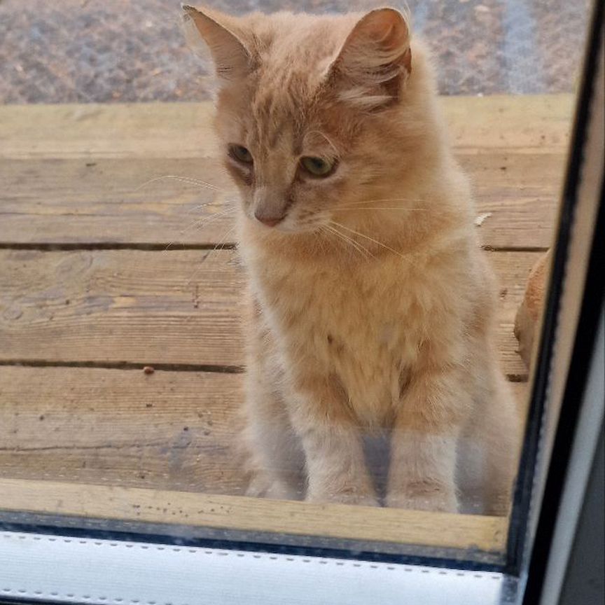 Котята в добрые руки бесплатно