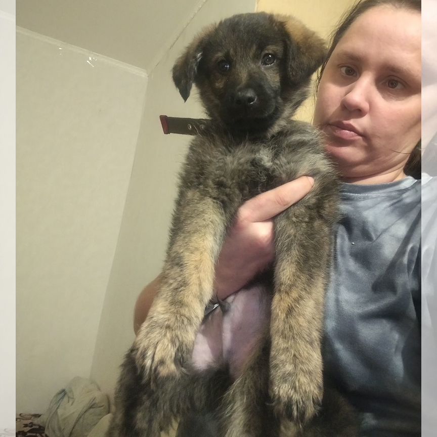 Немецкая овчарка, щенок