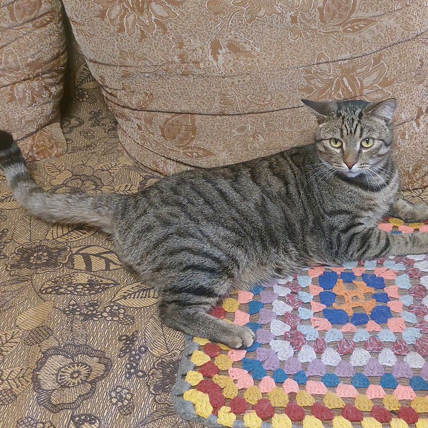 Отдам в добрые руки очень ласкового кота