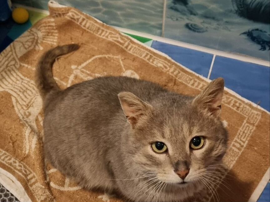 Найдена кошка