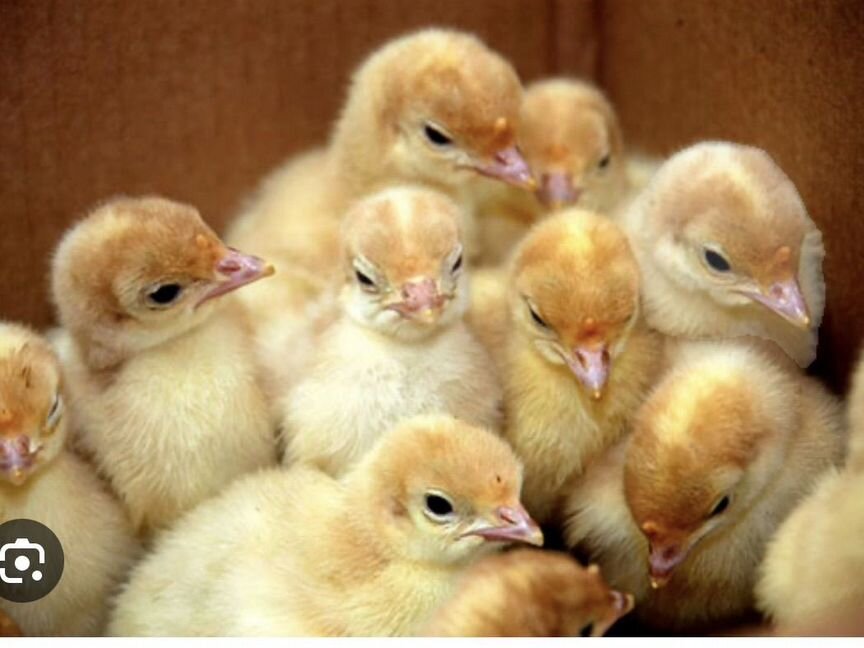 Цыплята бройлеры