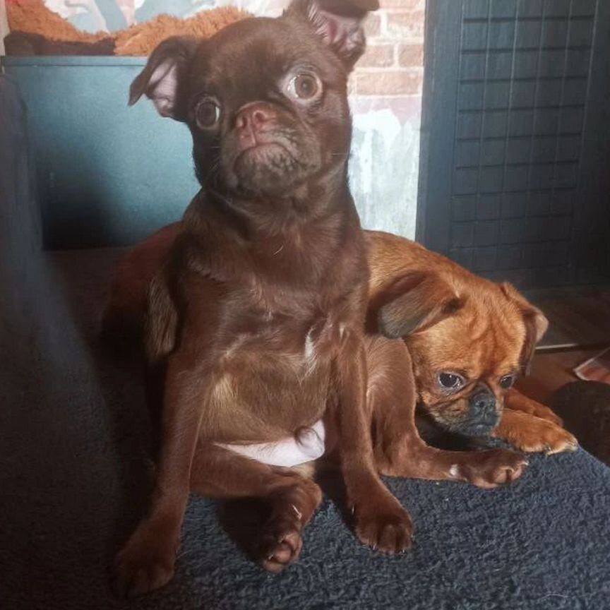 Пти-брабансон, щенок