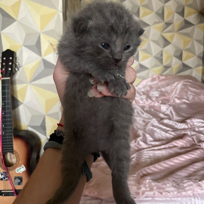 Шотландские вислоухие котята