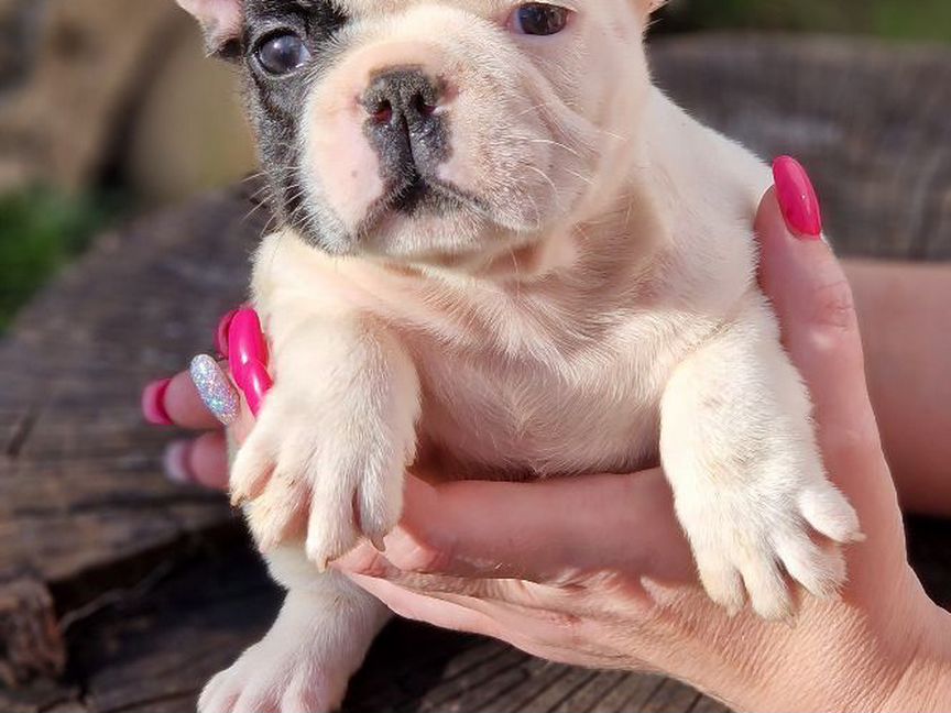 Французские Булочки