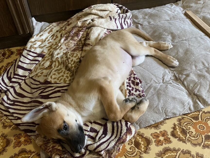 Щенки метисы в добрые руки 2.5 месяца (девочка)