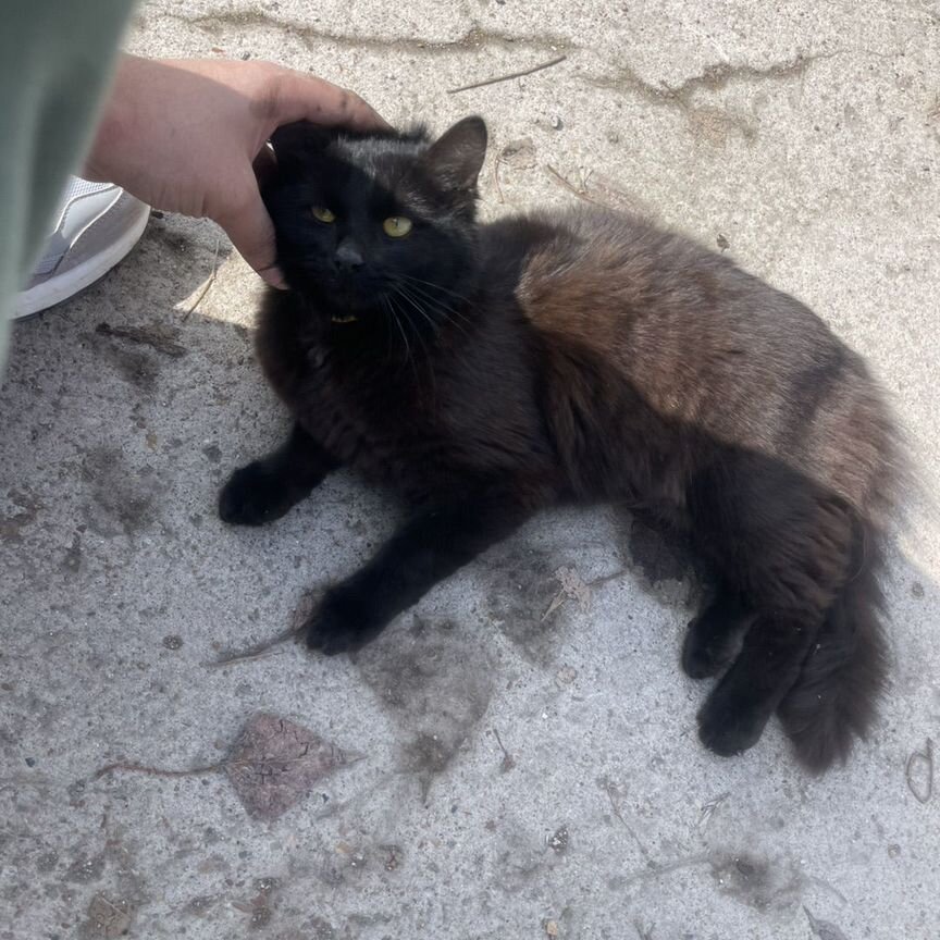 Нашел Кот или Кошка