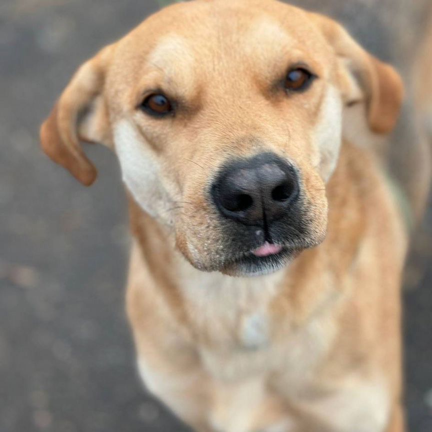 Ричард потерял хозяйку и дом