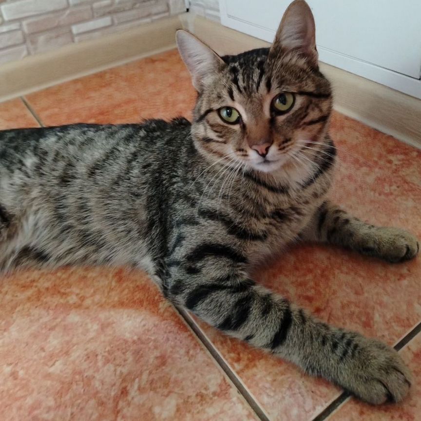 Котик