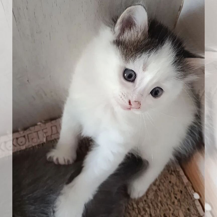 Котёнок в добрые руки