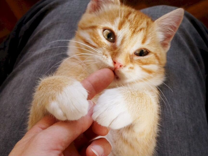 Рыжий котенок Чижик