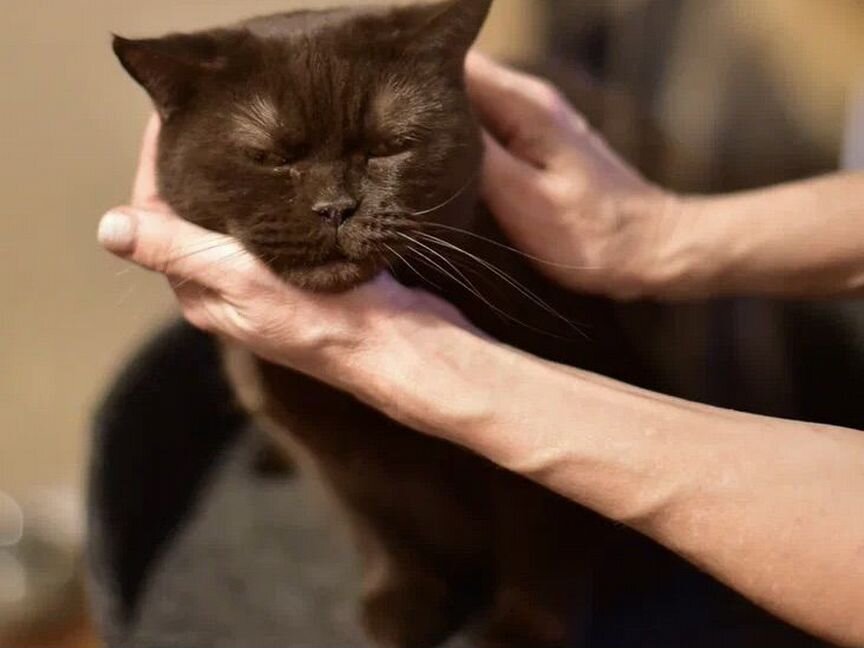 Мягкий шоколад