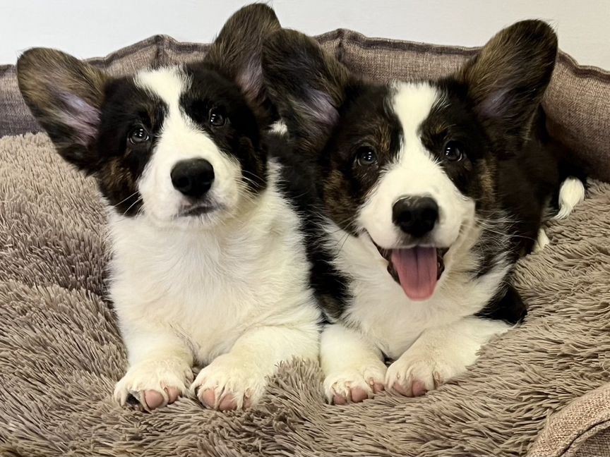 Вельш-корги кардиган щенки