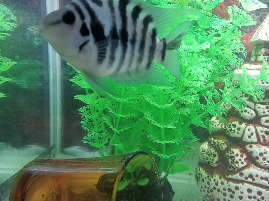 Цихлиды Белые, цихлиды полосатые