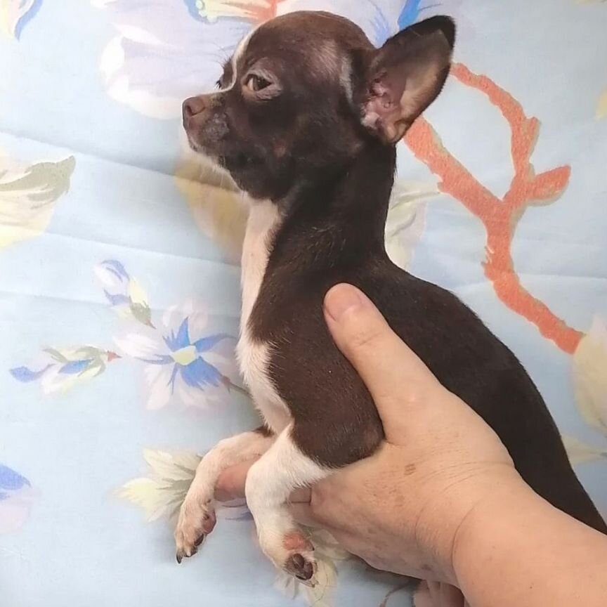 Маленькая собака чихуахуа