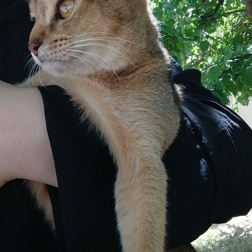 Абиссинская кошка