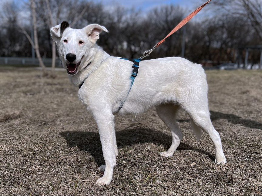 Милый Кокос ищет дом