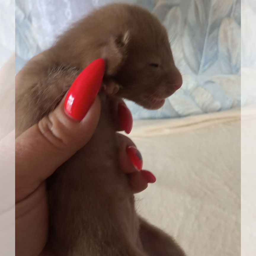 Ориентальные котята