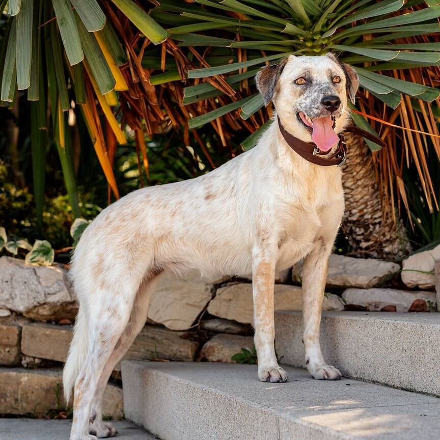 Ассоль нежная семейная собака в добрые руки в дар
