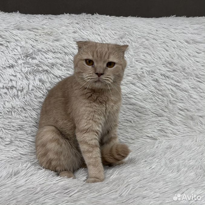 Шотландский вислоухий кот 6 лет