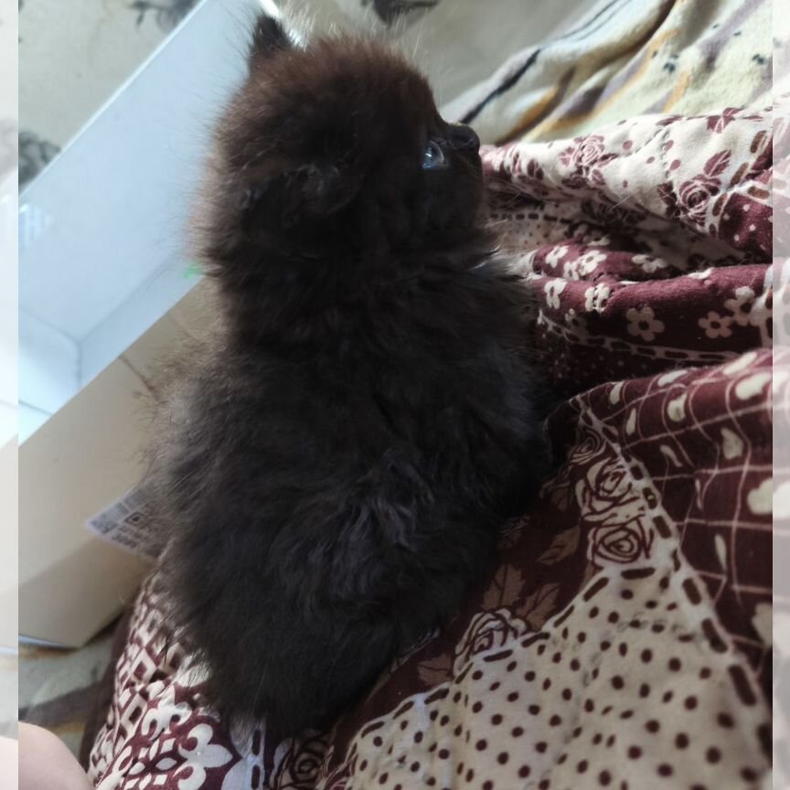 Котята (кошка Шотландка) бесплатно