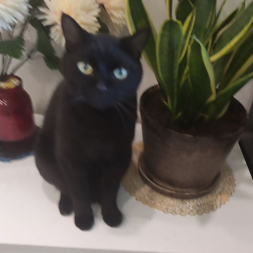 Бомбейские котята