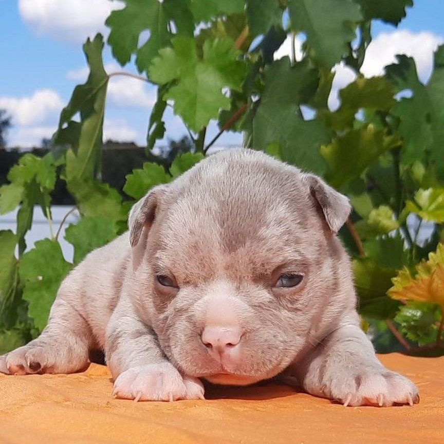 Американский булли микро экзот