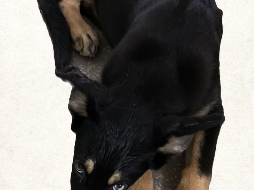 Щенок помесь французского овчара с хаски бесплатно