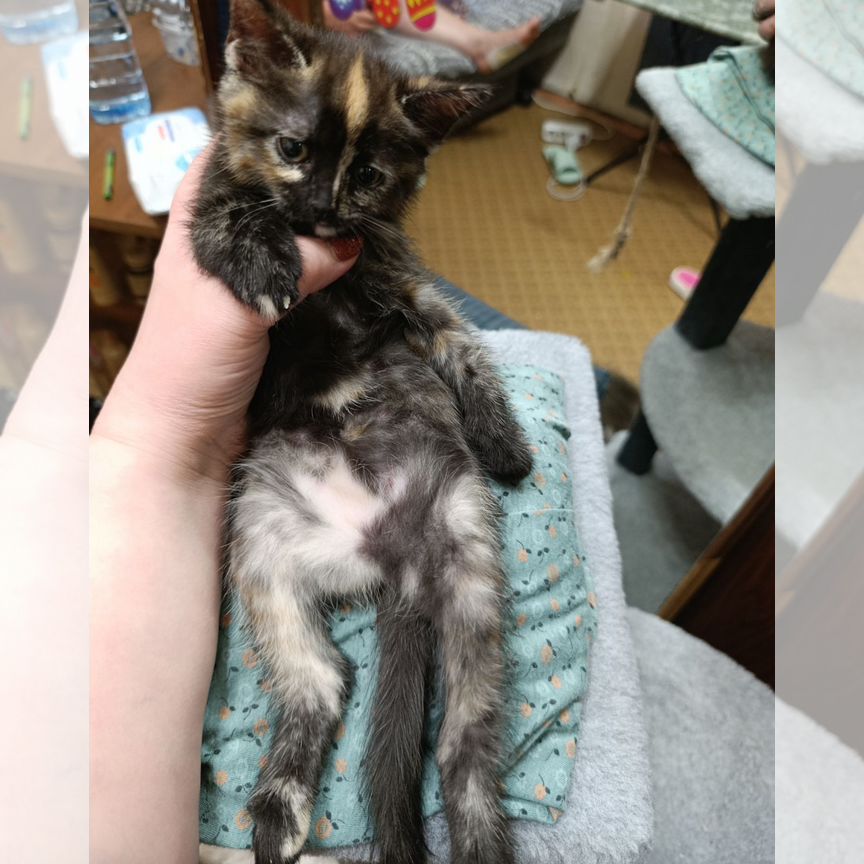 Анатолийский котёнок