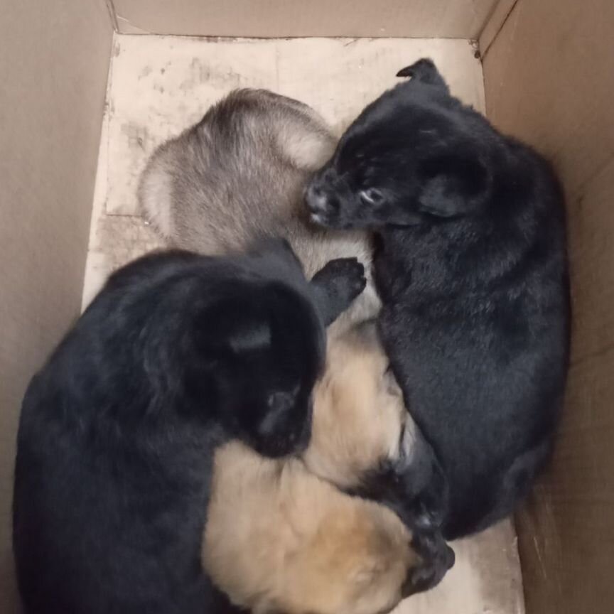 Щенок в добрые руки