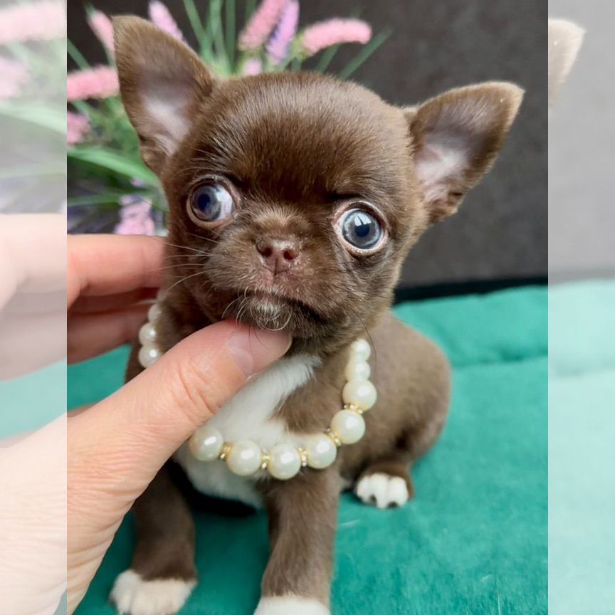 Чихуахуа, щенок