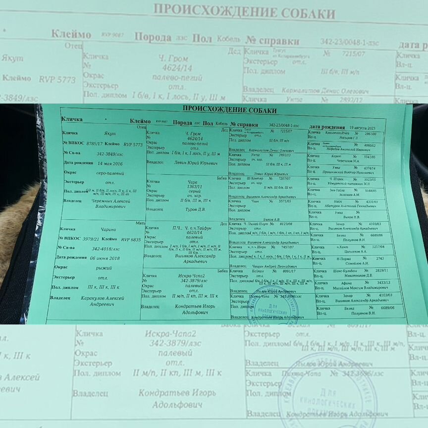 Щенок Лайки западно сибирской