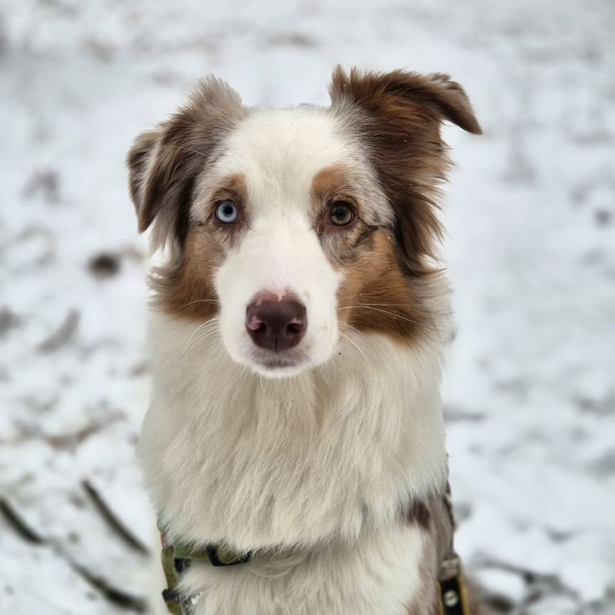 Ищем кобеля для вязки