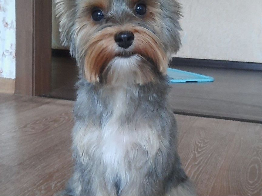 Цветные йорки