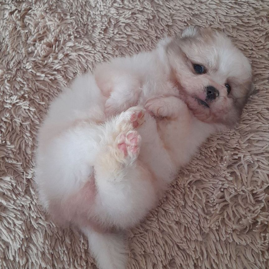 Милота