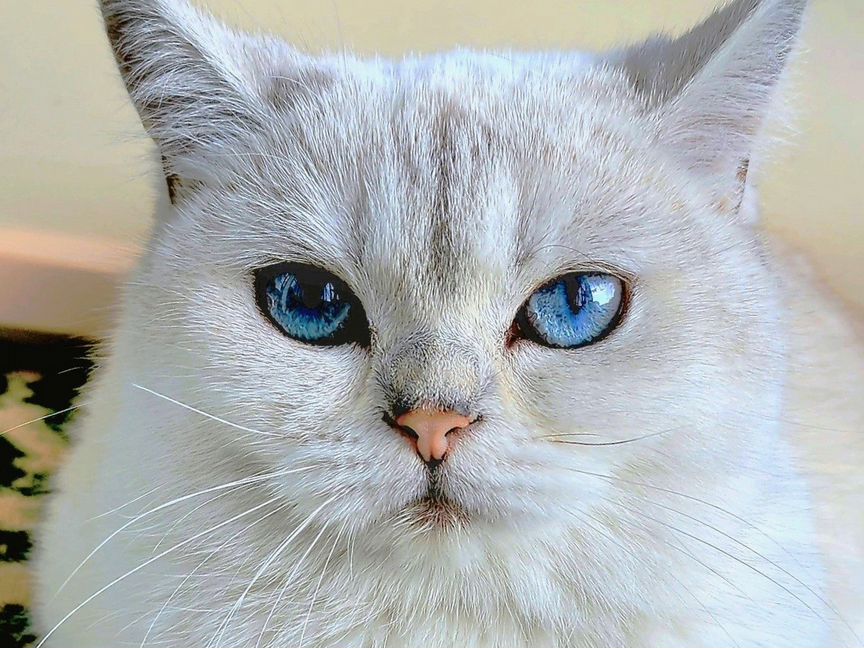 Голубоглазая шиншилла серебристая колор-пойнт