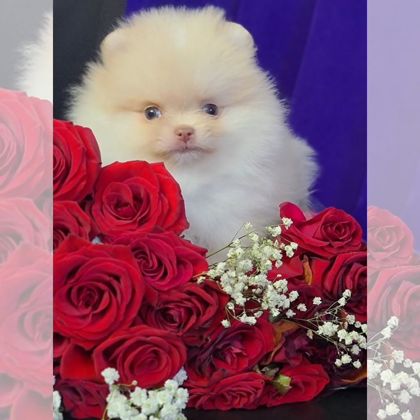 Померанский шпиц, щенок