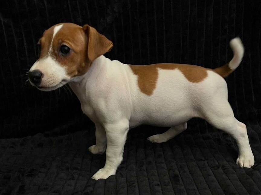 Щенки джек рассел терьер