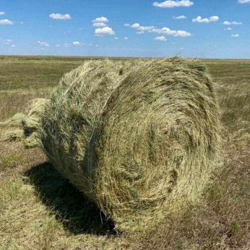 Продам сено в рулонах