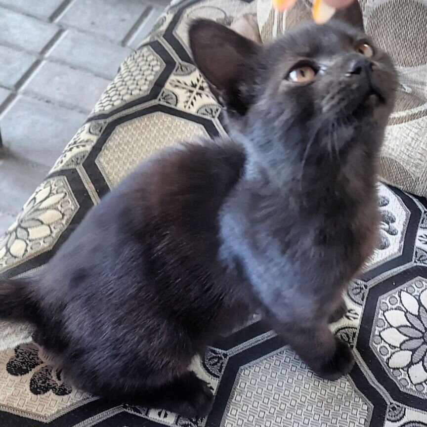 Маленькая Оливка ищет дом