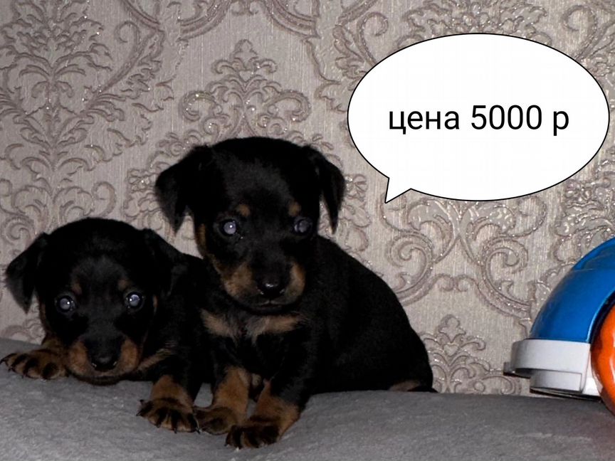 Щеночек той терьера