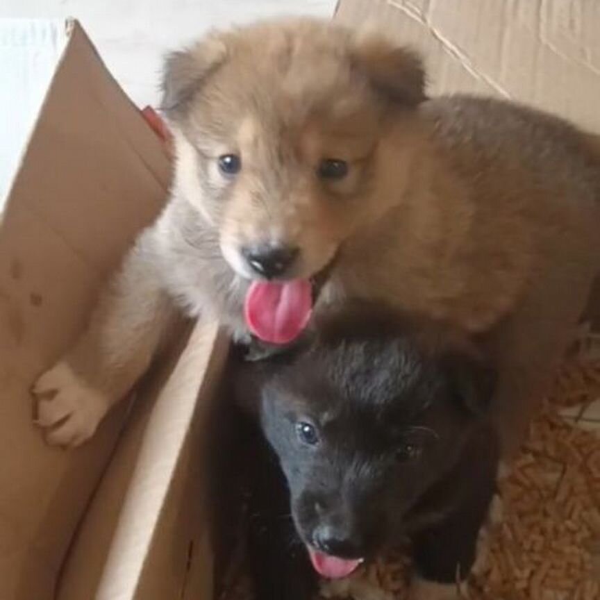 Вот таких милашек бросили на погибель 6 щенков