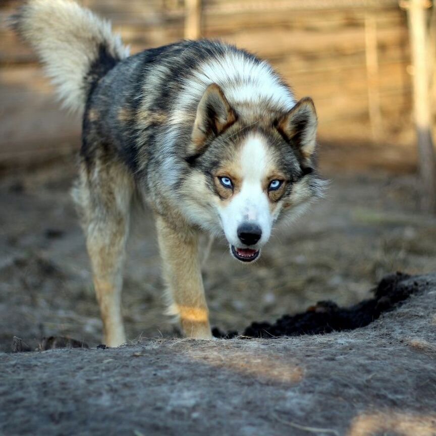 Альт,кобель,метис хаски