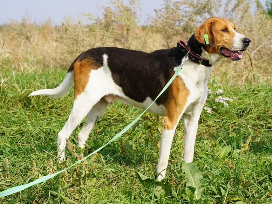 Собака в добрые руки отдам бесплатно