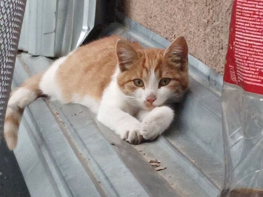 Котёнок подросток в добрейшие руки