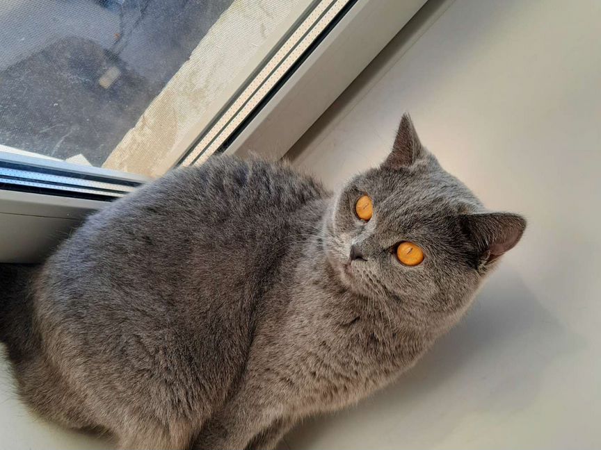 Британская кошка в дар