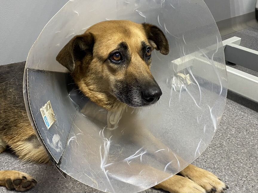 Собака Тучка в добрые руки